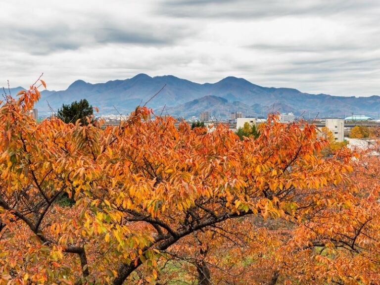 Morioka Travel Guide: Things to Do, See and Eat in Moriaka, Japan