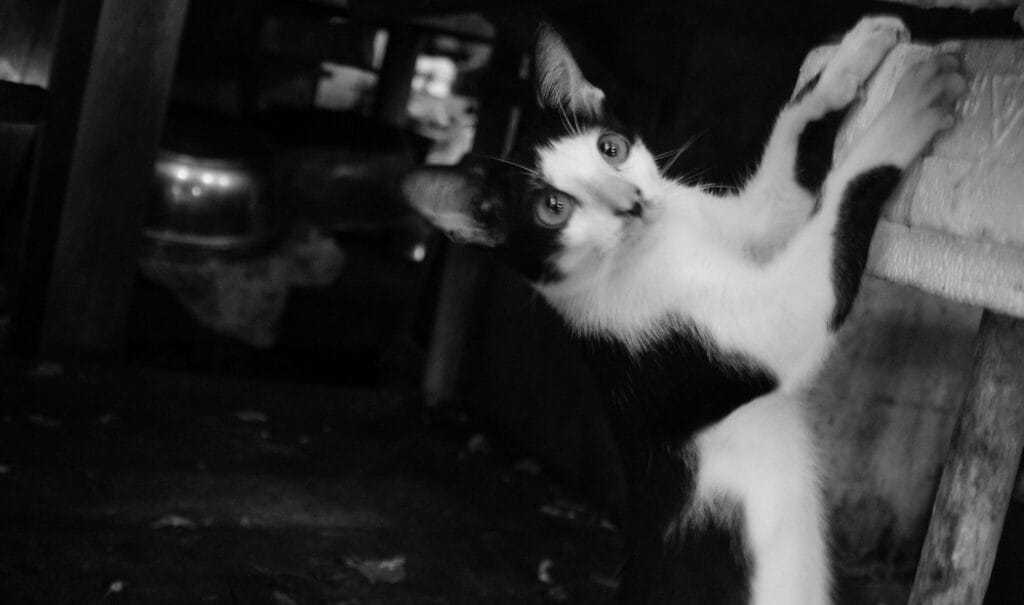 Cats of Bangkok, Thailand: Photos Of Thai Soi Cats In Bangkok