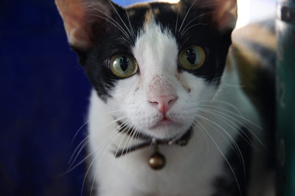 Cats of Bangkok, Thailand: Photos Of Thai Soi Cats In Bangkok