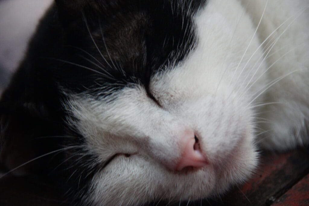 Cats of Bangkok, Thailand: Photos Of Thai Soi Cats In Bangkok