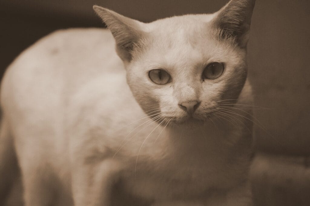 Cats of Bangkok, Thailand: Photos Of Thai Soi Cats In Bangkok