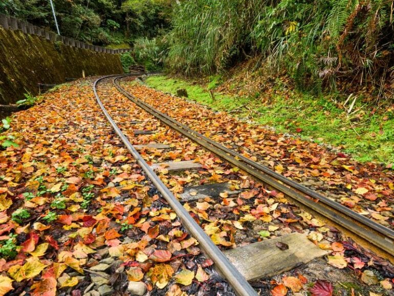 Alishan Travel Guide: Top 20 Things to Do, See and Eat in Alishan