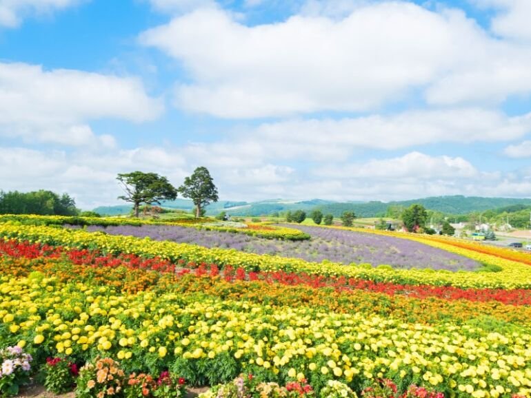 Asahikawa Travel Guide: Things to Do, See and Eat in Asahikawa