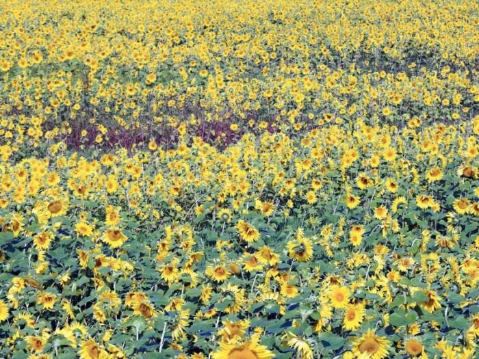 Asahikawa Travel Guide: Things to Do, See and Eat in Asahikawa