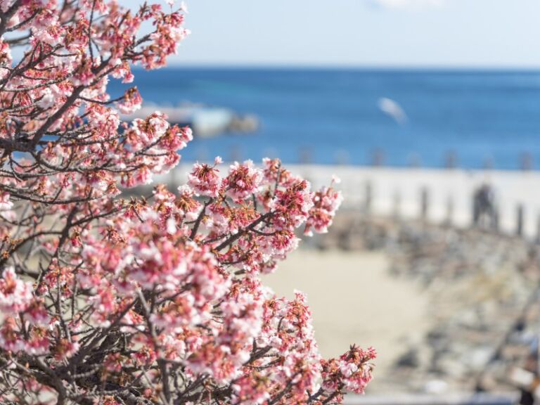 Atami Travel Guide: Top Things to Do, See and Eat in Atami, Japan