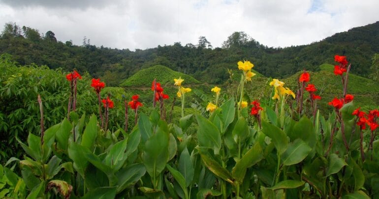 Cameron Highlands Travel Guide: 20 Things to Do in the Highlands