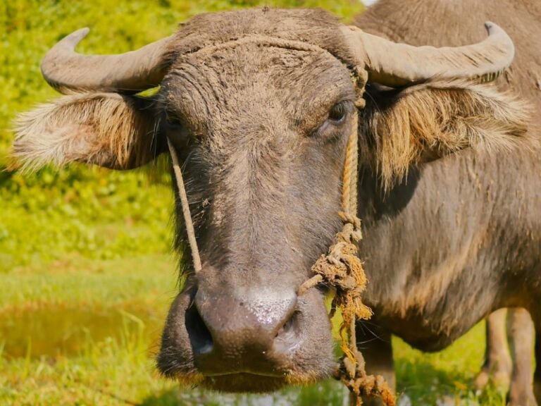 Bicol Travel Guide: Things to Do, See and Eat in Bicol, Philippines