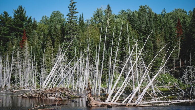 Fredericton Travel Guide: Things to Do, See and Eat in Fredericton