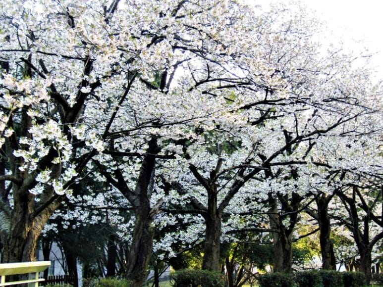 Tsukuba Travel Guide: Top 20 Things to Do in Tsukuba, Japan