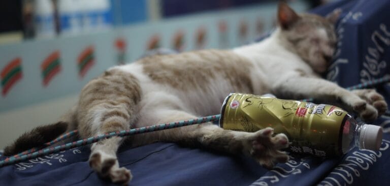 Cats of Bangkok, Thailand: Photos Of Thai Soi Cats In Bangkok