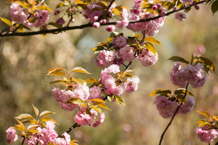 Morioka Travel Guide: Things to Do, See and Eat in Moriaka, Japan