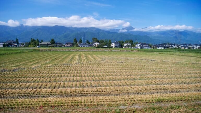 Daio Wasabi Farm in Japan: Rural Japan Day Trip from Matsumoto