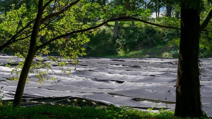 Daio Wasabi Farm in Japan: Rural Japan Day Trip from Matsumoto