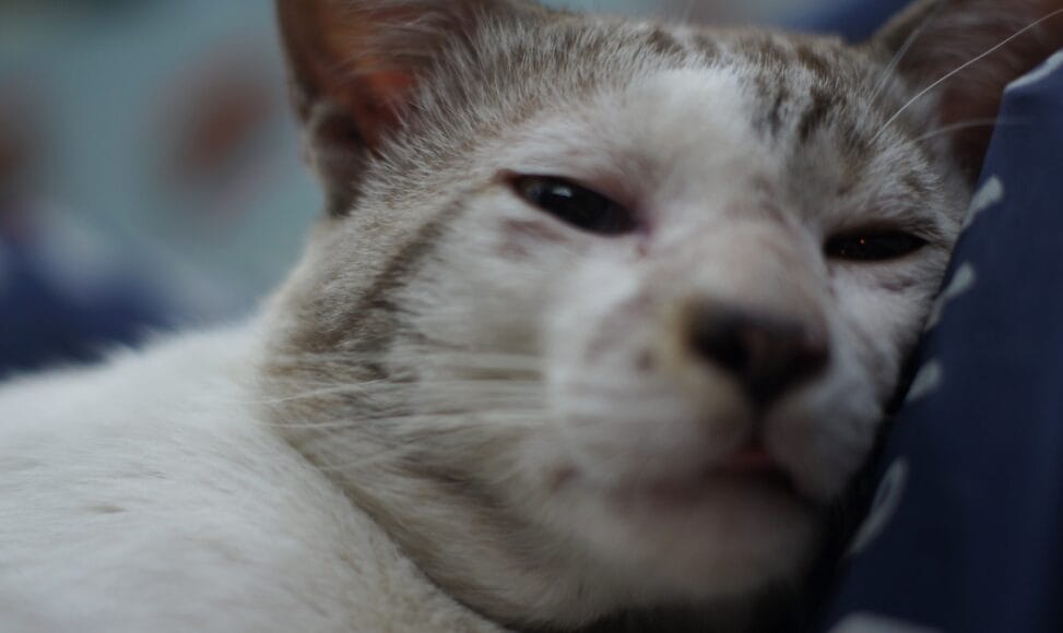 Cats of Bangkok, Thailand: Photos Of Thai Soi Cats In Bangkok