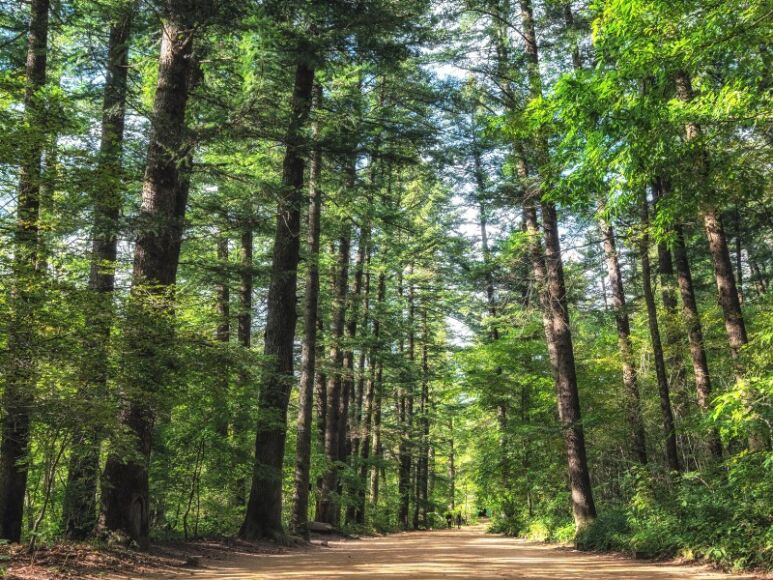 Pyeongchang Travel Guide: 20 Things to do in Pyeongchang Korea